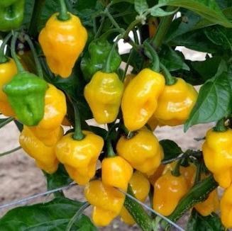 Semente de Pimenta de Cheiro do Norte - Casa das Sementes Lavras