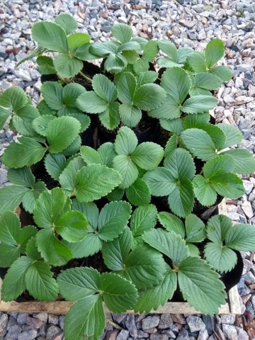 Muda de morango - Garden Delivery SJC