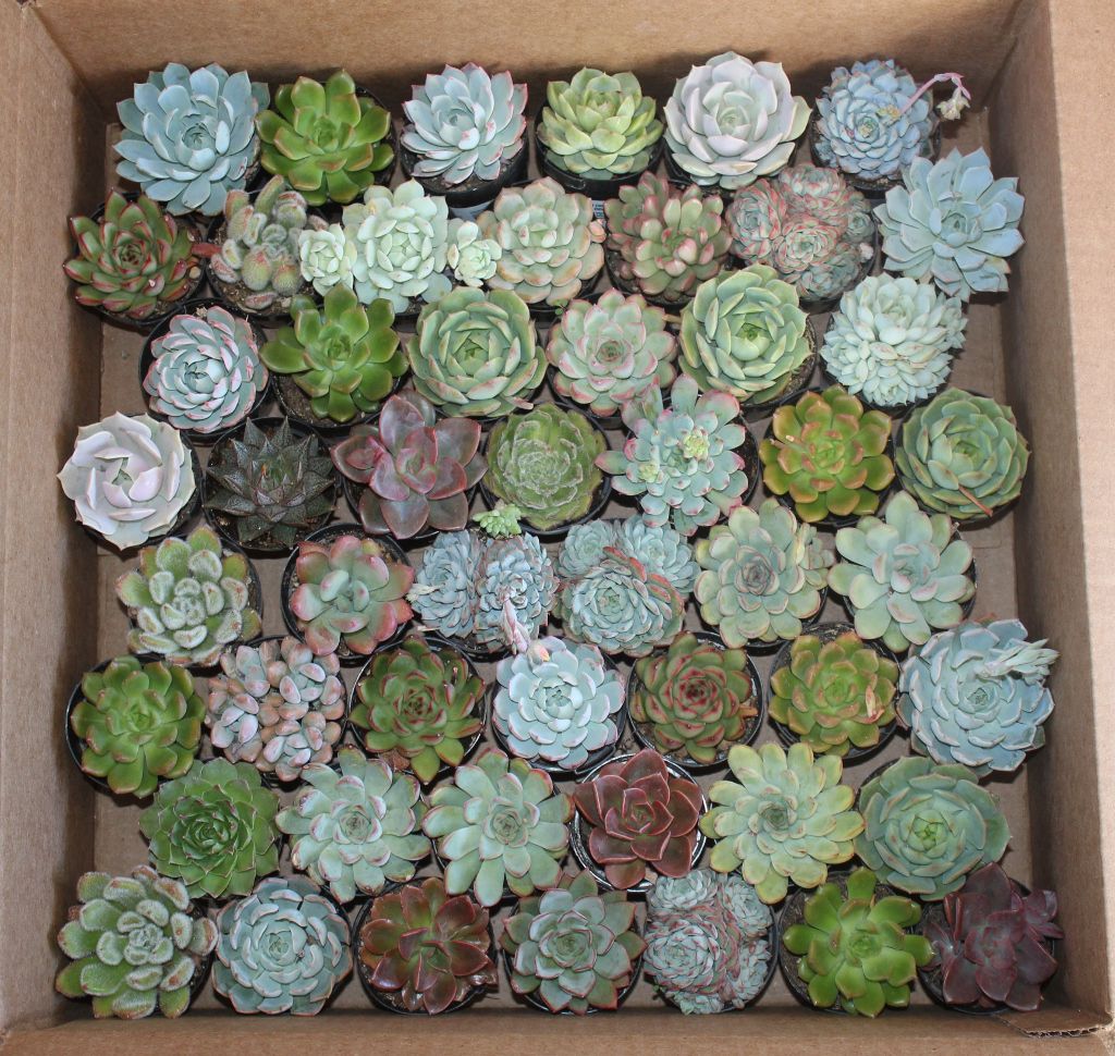 suculentas variadas mini caixa com 12 mudas - Garden Delivery SJC