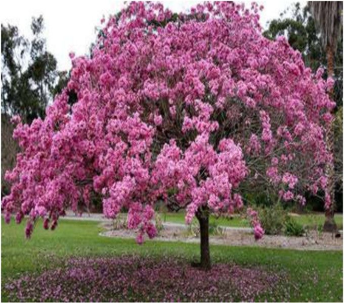 Ypê Rosa,metros,Plantas sjc, onde encontrar plantas sjc, delivery de p ...