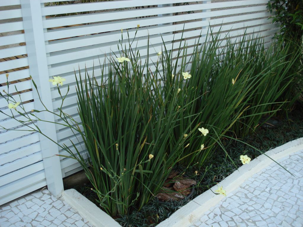 moreia branca, planta moreia, moreia branca sao jose dos campos, morei ...