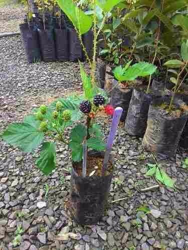 Amora gigante, amora gigante sjc, amora gigante sao jose dos campos ...