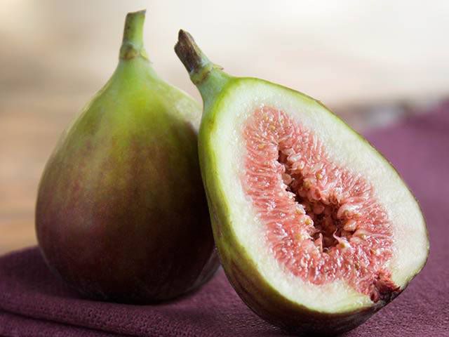 Figo, figo em sao jose dos campos, muda de figo em sjc - Garden ...