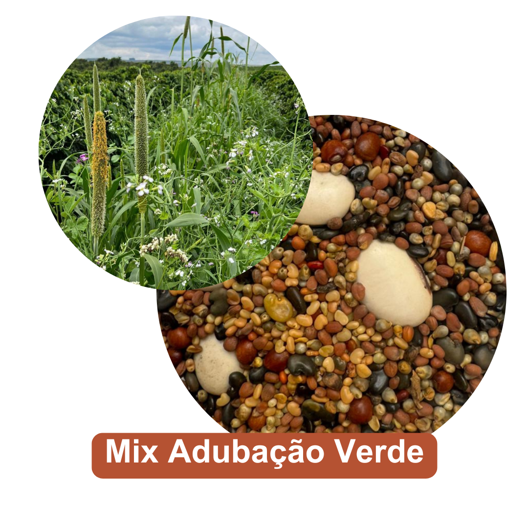 Sementes de adubação verde - Crotalaria Brasil