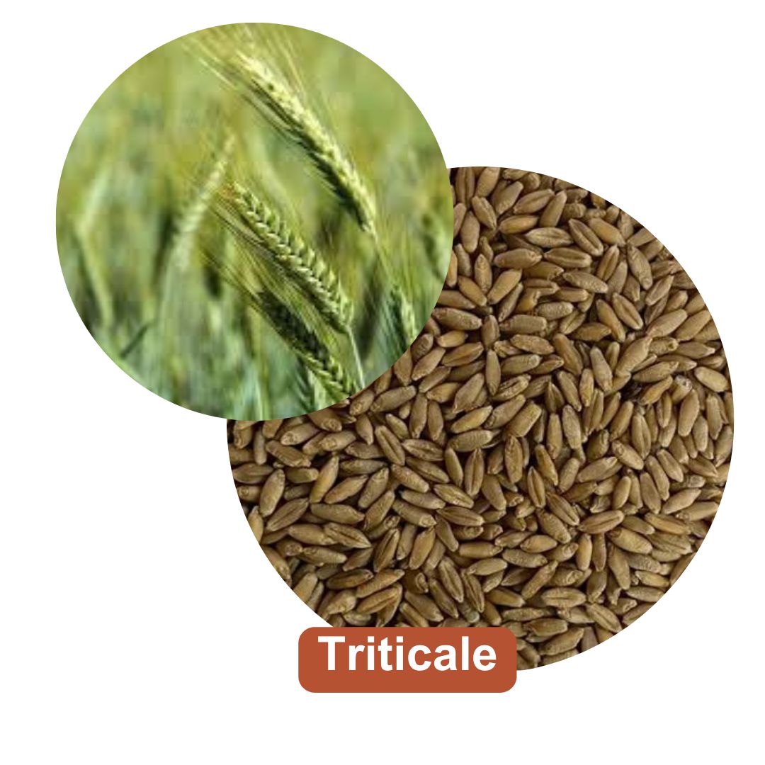 triticale adubação verde e cobertura de solo - Crotalaria Brasil