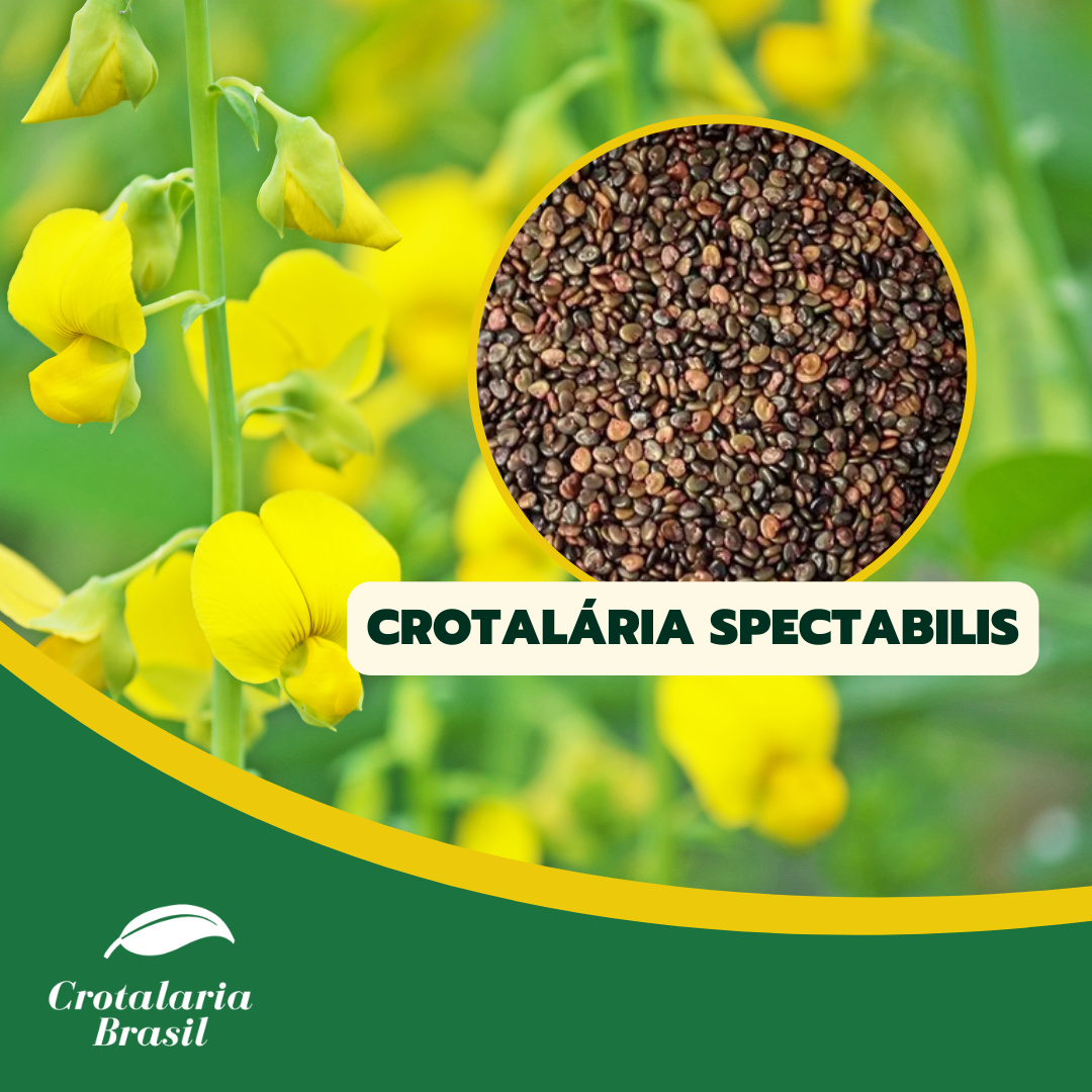 semente de crotalaria spectabilis - Crotalaria Brasil