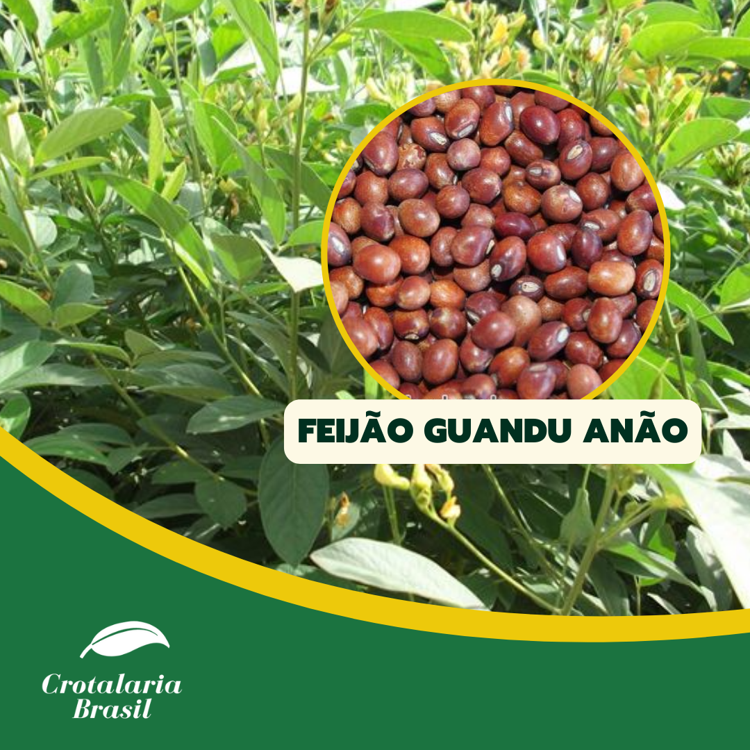 Sementes de Feijão Guandu Anão - Crotalaria Brasil