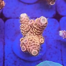 Coral SPS Millepora - Conheça a loja Aquavila.