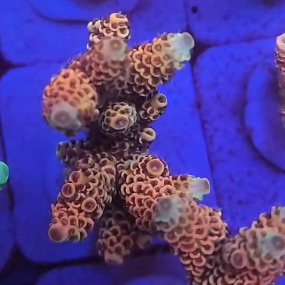 Coral SPS Millepora - Conheça a loja Aquavila.