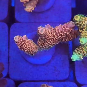 Coral SPS Millepora - Conheça a loja Aquavila.