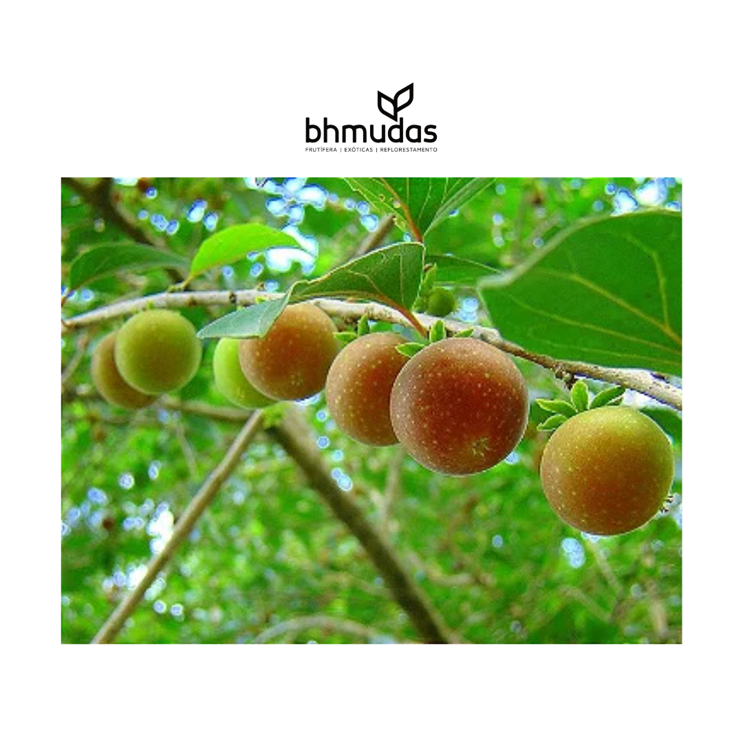 Dovyalis Doce ou Abricó da Florida - Alporquia - bhmudas