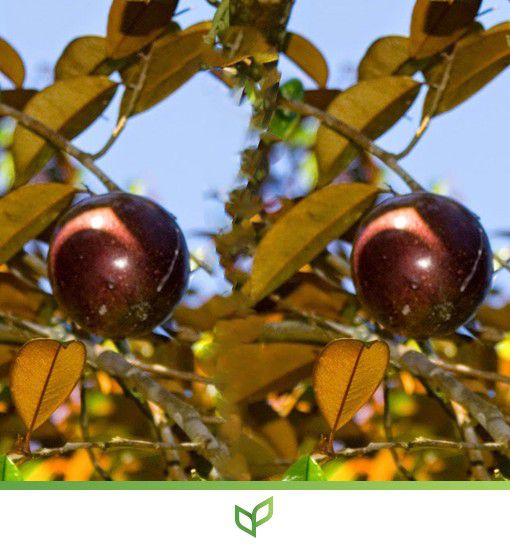 Abiu Roxo Ou Caimito - bhmudas