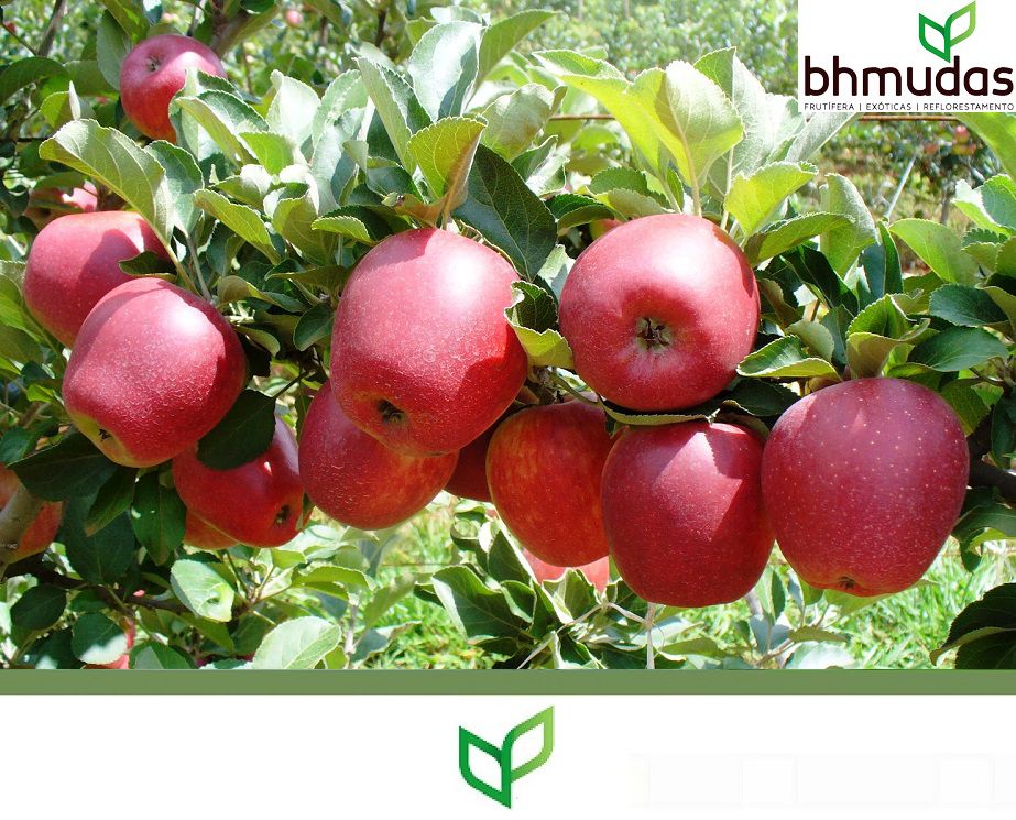 Maçã Eva - Enxertadas - bhmudas