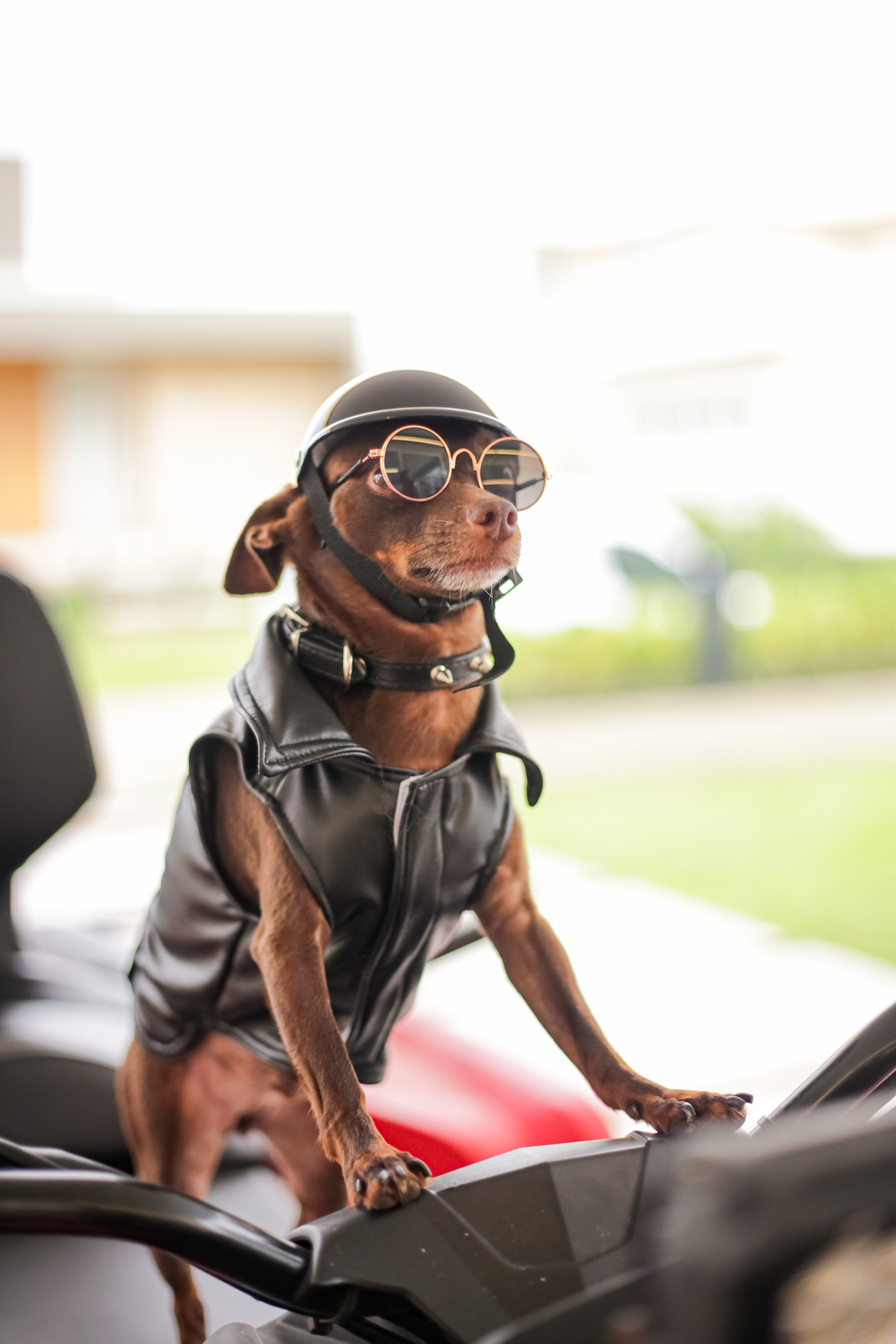 Colete em Couro Rock - Roupa para Pets | Fantasias para Pets | Nina ...