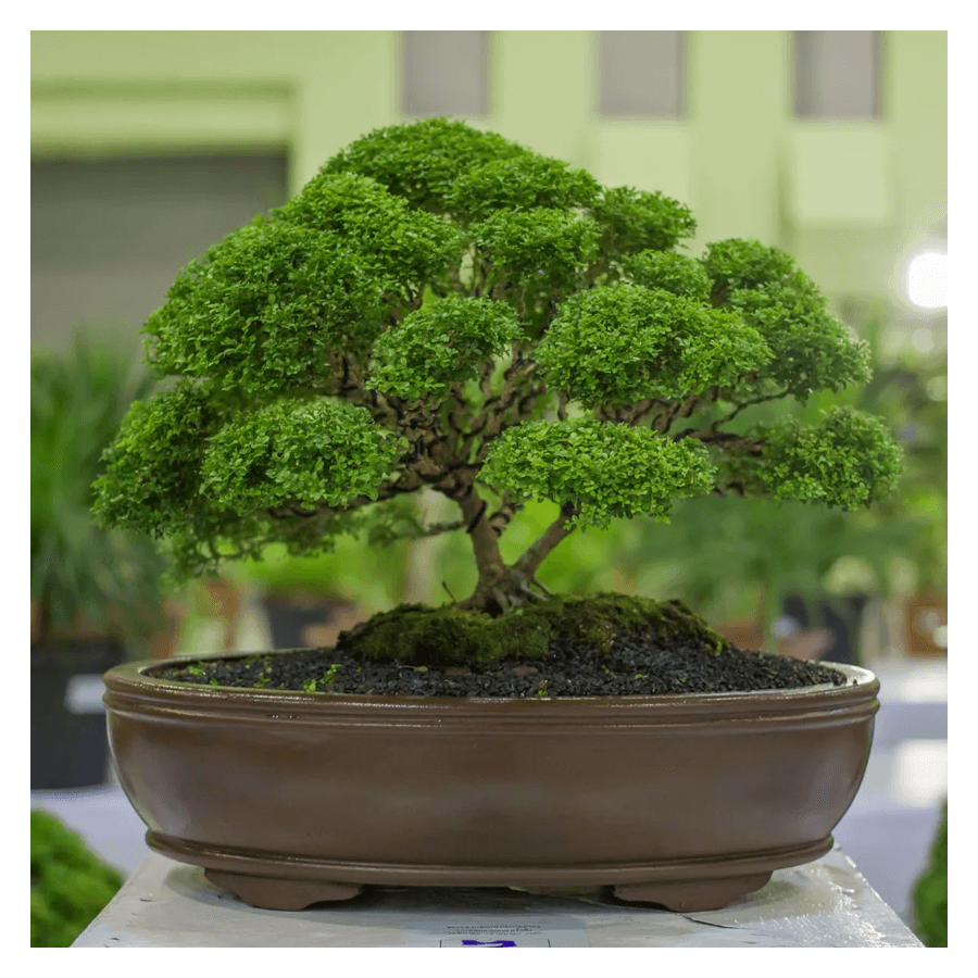 Fertilizante Superthrive Bonsai Pro | GrowFert - GrowFert: Cultivo em primeiro lugar