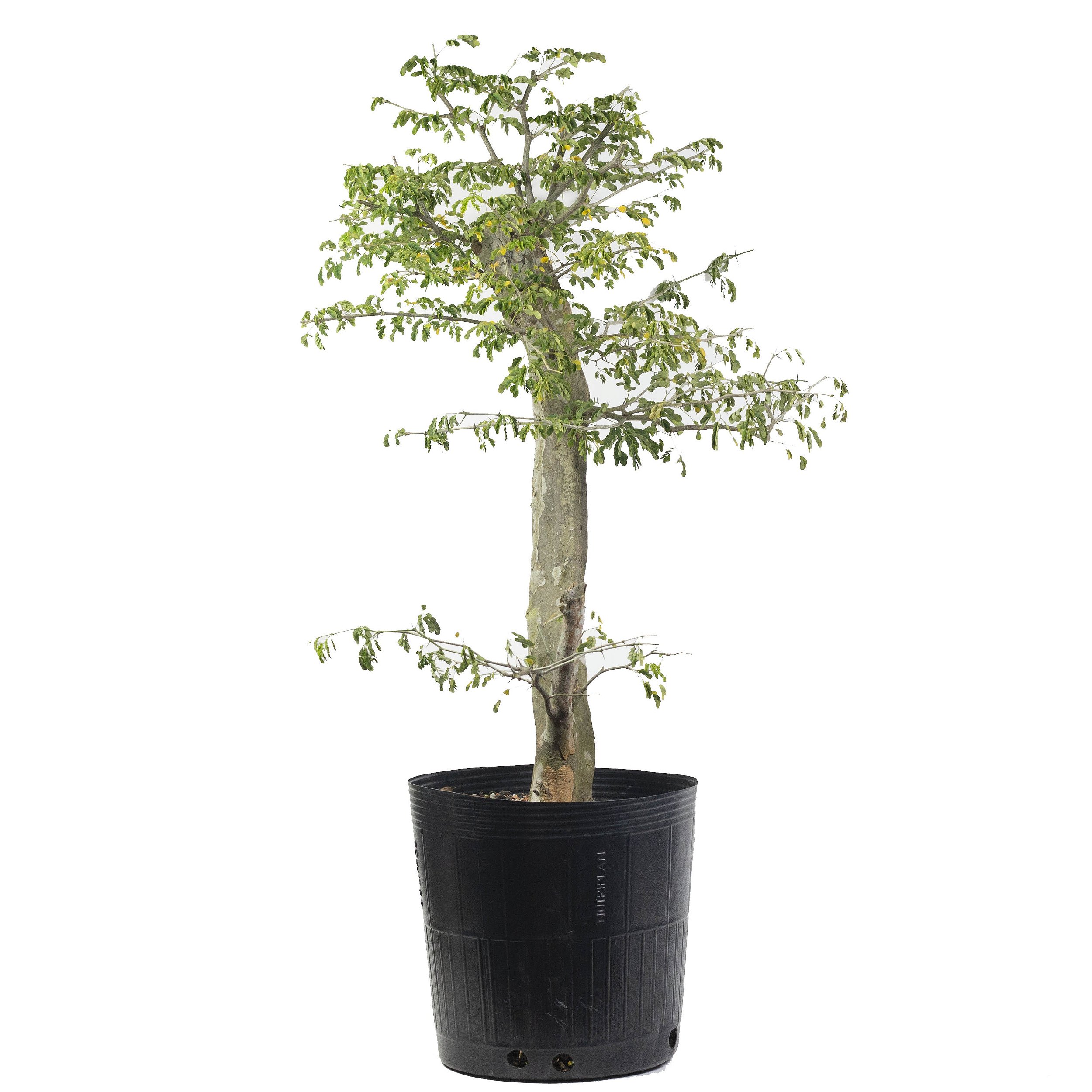 Pré Bonsai de Piteco - ABC do Bonsai