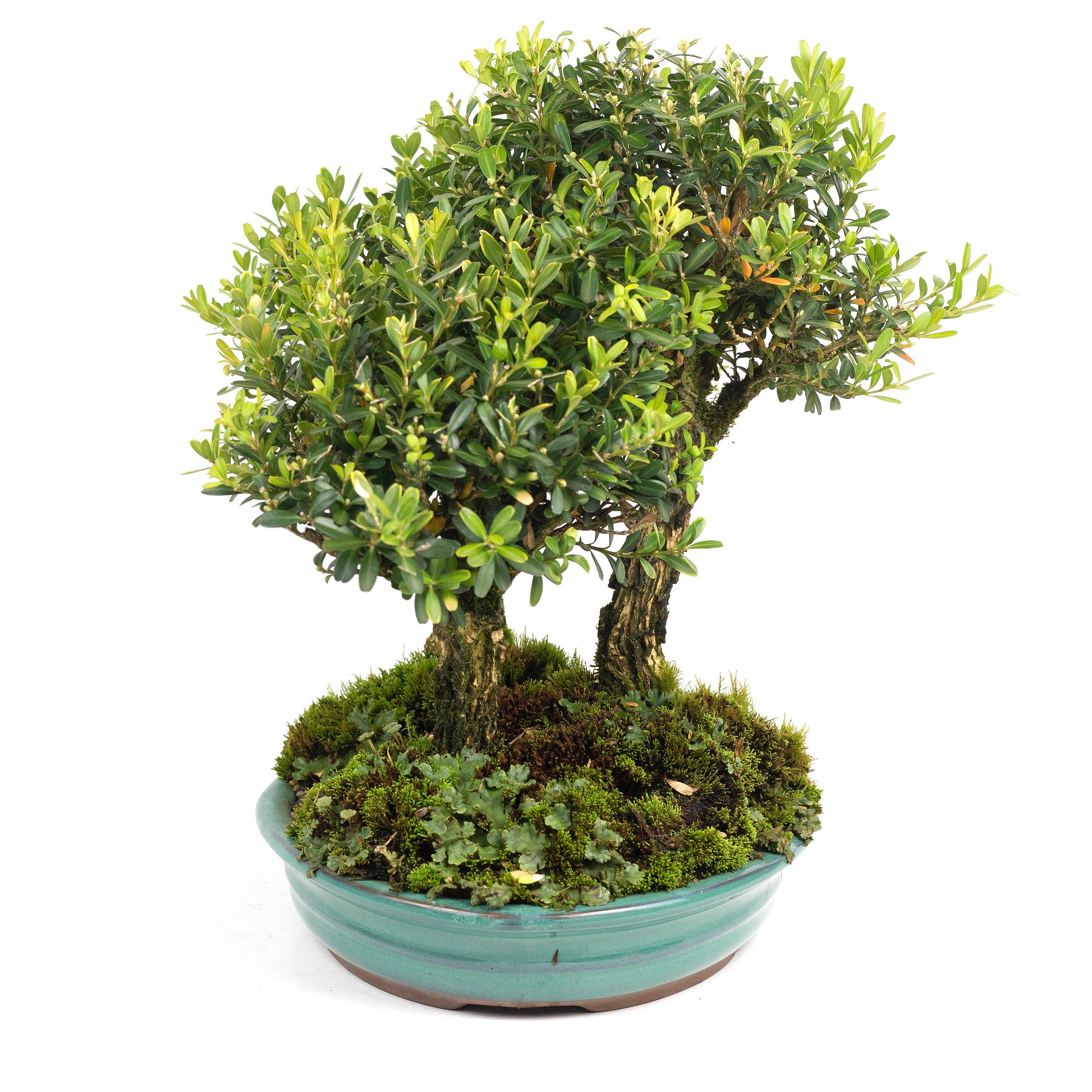Bosque de Bonsai de Buxus Harlandi - 14 anos (32 cm) - ABC do Bonsai