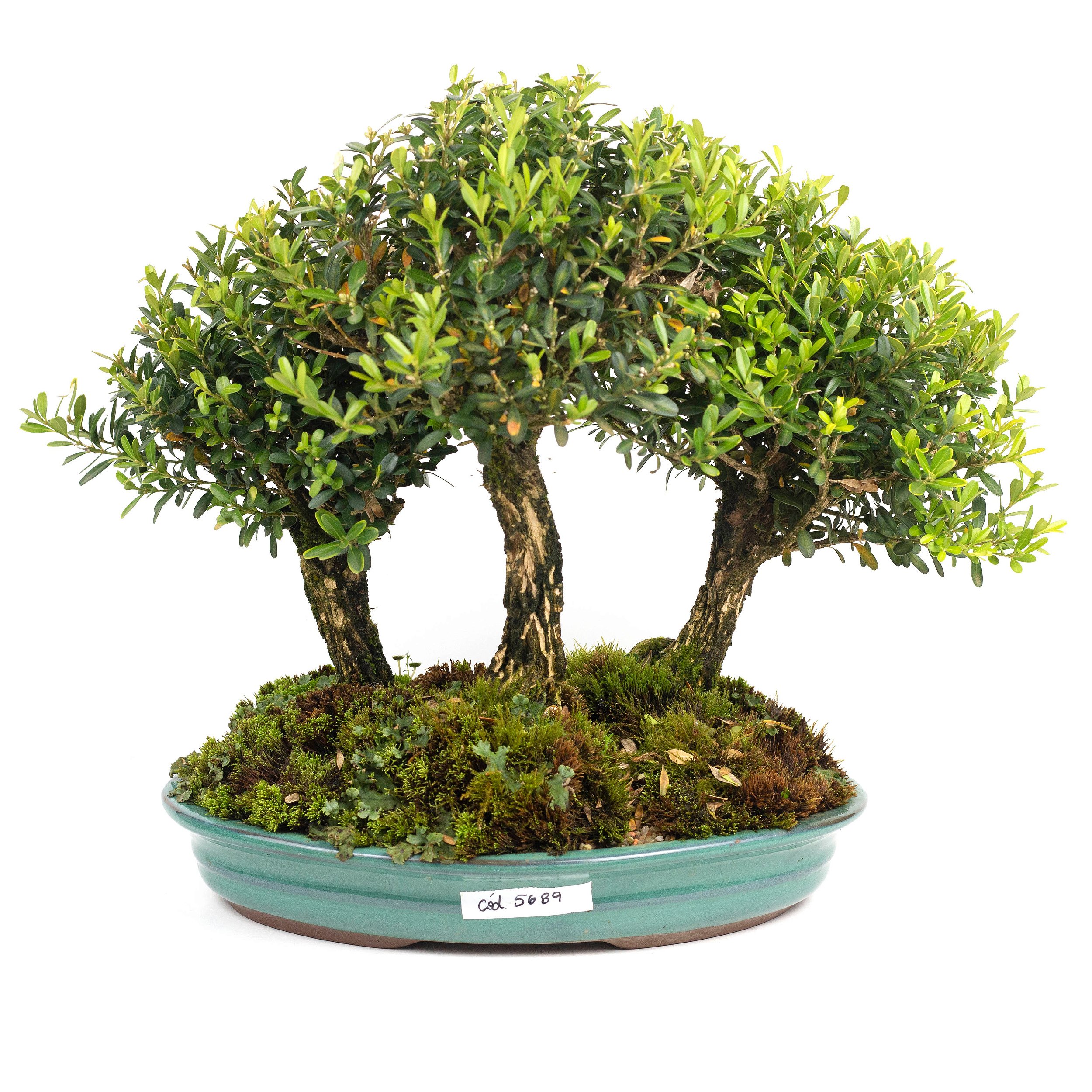 Bosque de Bonsai de Buxus Harlandi - 14 anos (32 cm) - ABC do Bonsai