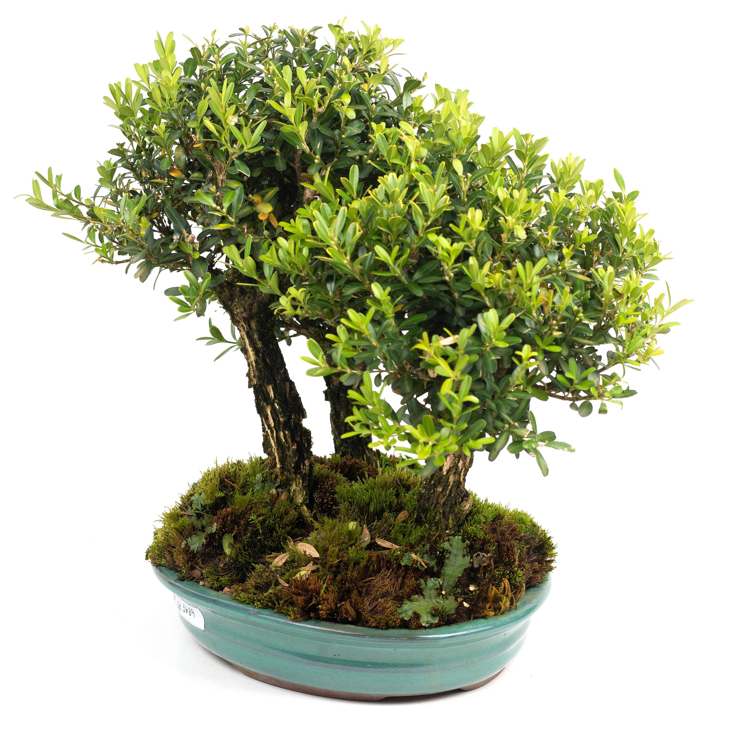 Bosque de Bonsai de Buxus Harlandi - 14 anos (32 cm) - ABC do Bonsai