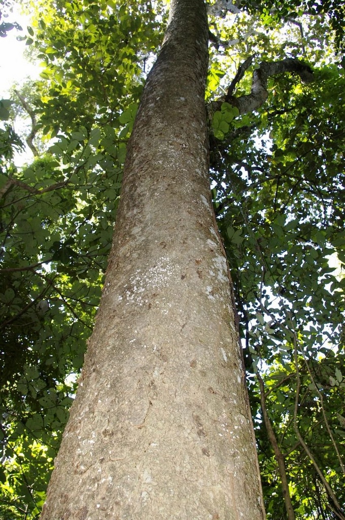 Rapé Tsunu - Sopro do Jaguar