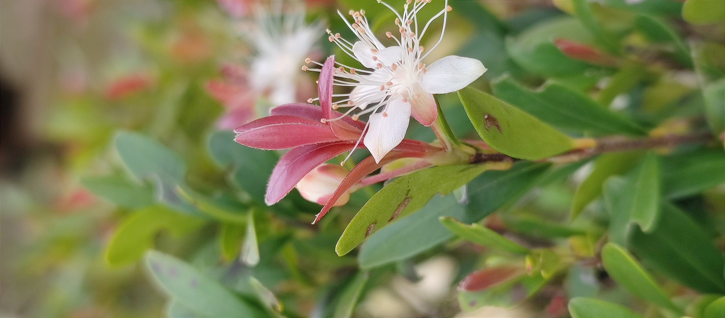 pintanga Anã Cambui Peba - Raizer Plantas para Abelhas