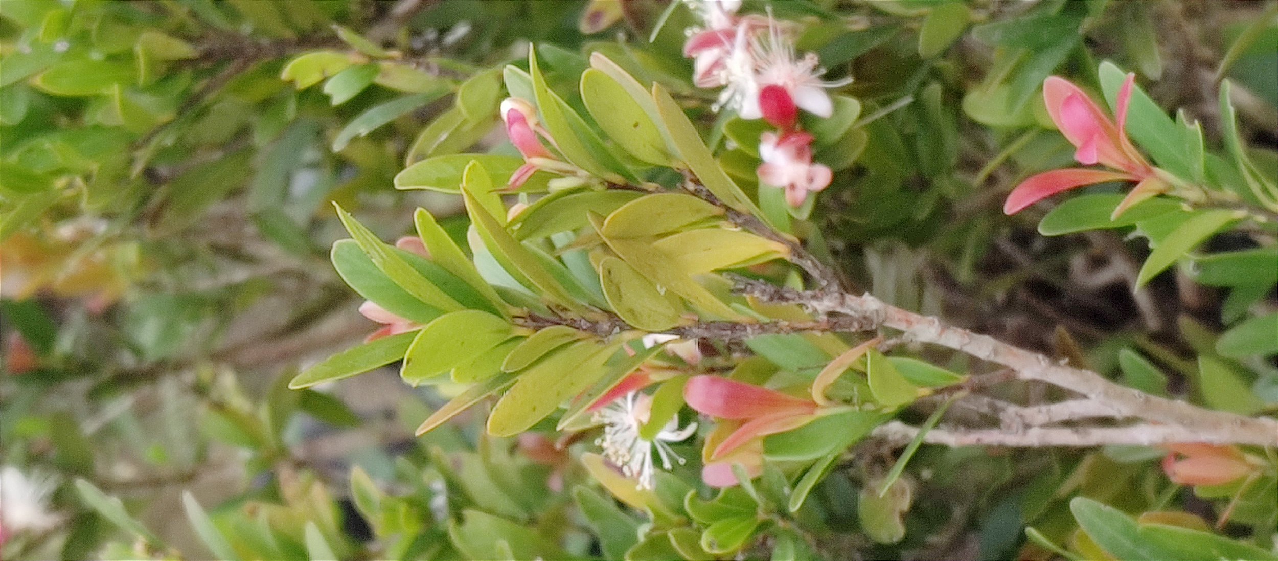 pintanga Anã Cambui Peba - Raizer Plantas para Abelhas