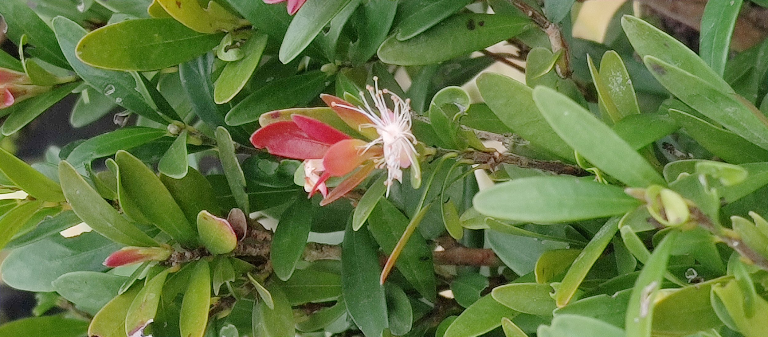 pintanga Anã Cambui Peba - Raizer Plantas para Abelhas