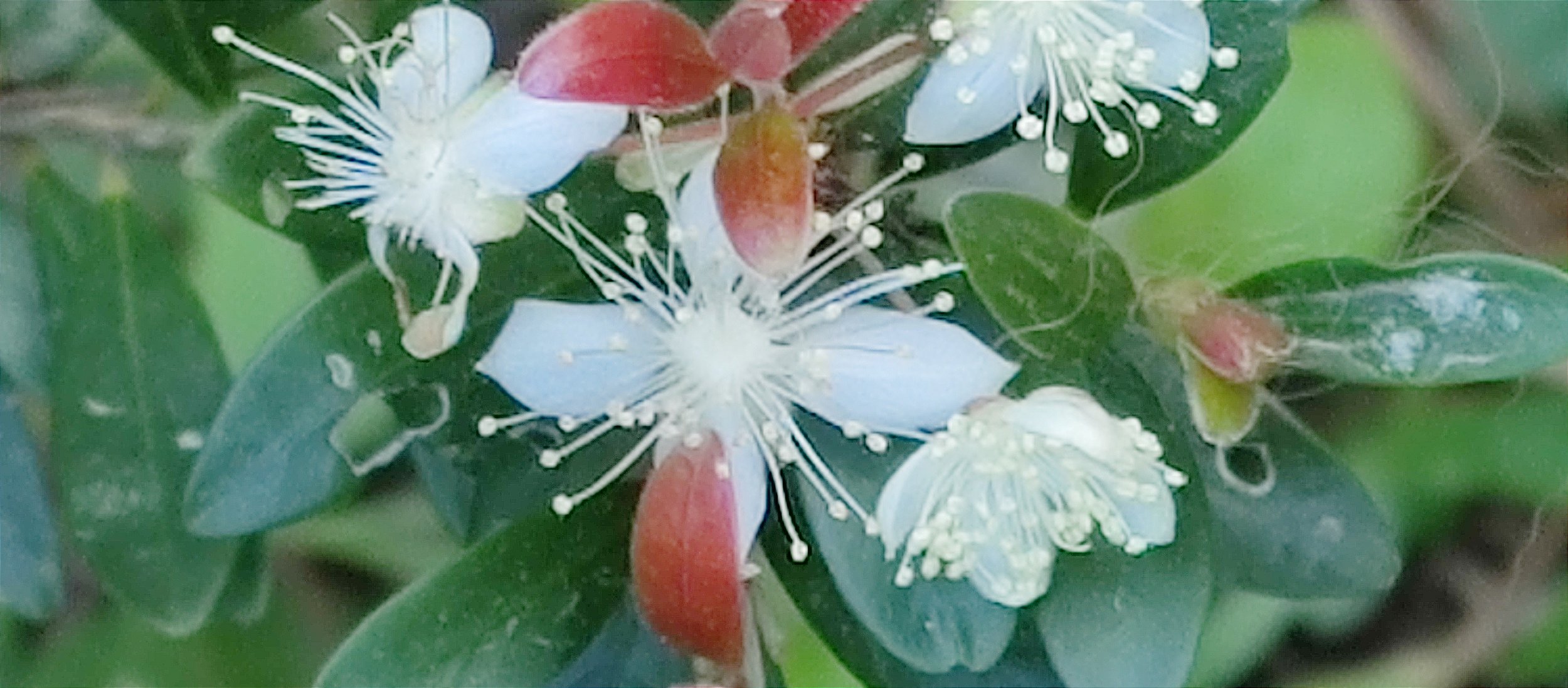 pintanga Anã Cambui Peba - Raizer Plantas para Abelhas