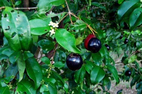 Cambuí roxo, Ameixa ou Cereja de Joinville - Raizer Plantas para Abelhas