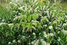 Cambuí roxo, Ameixa ou Cereja de Joinville - Raizer Plantas para Abelhas