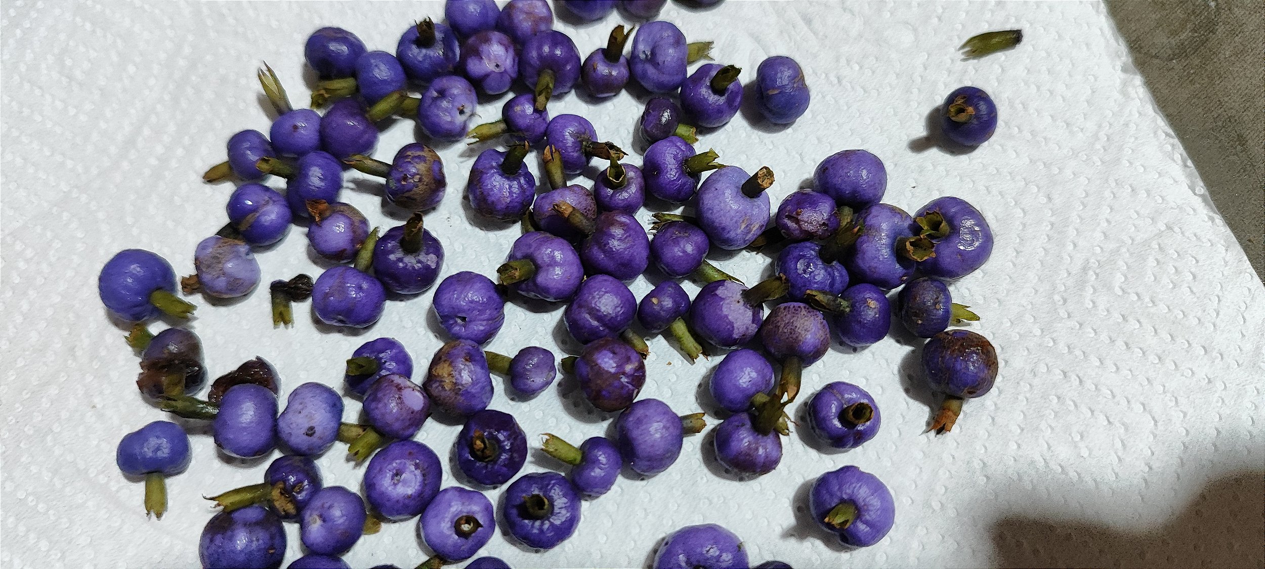 Araçá-de-macaco - Araçá Azul - (Psychotria suterella) - Raizer Plantas ...