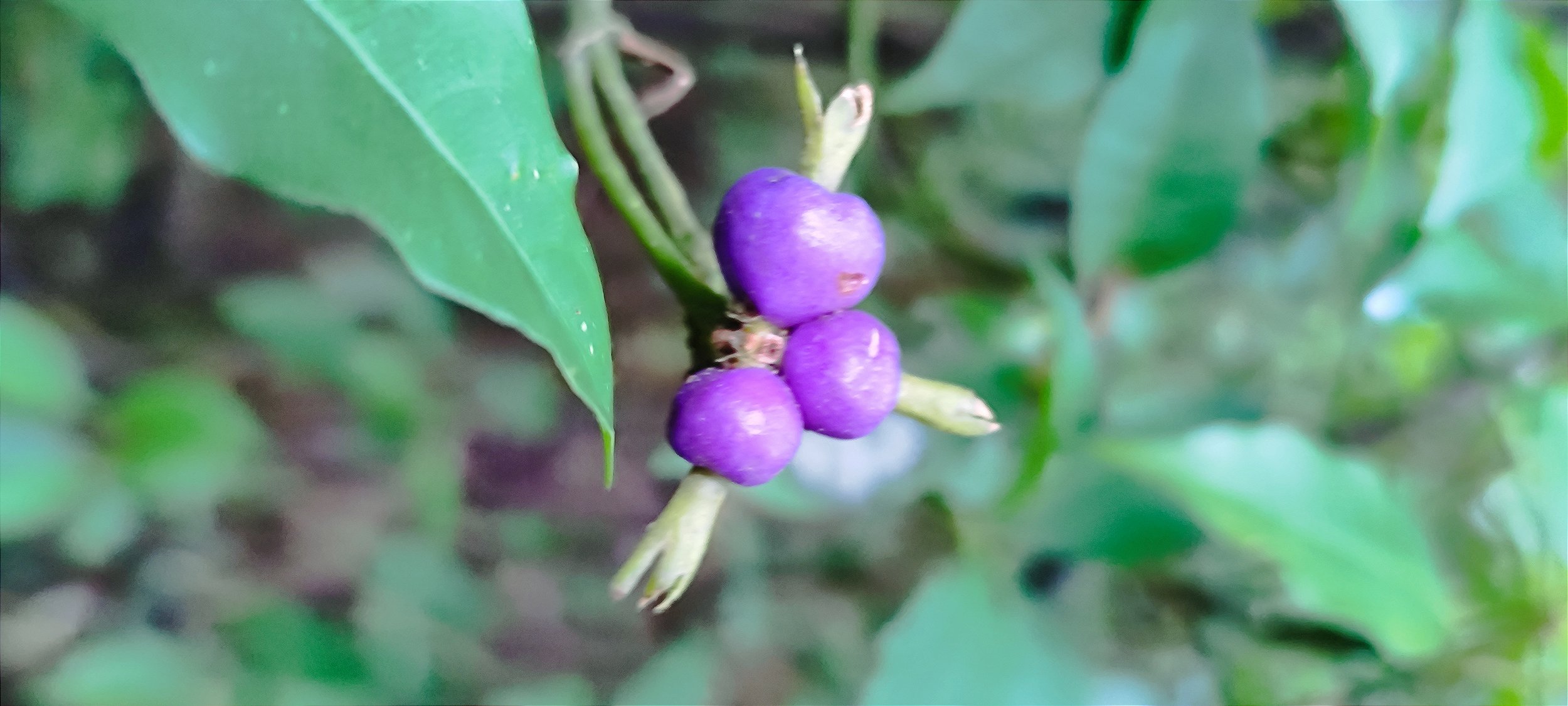 Araçá-de-macaco - Araçá Azul - (Psychotria suterella) - Raizer Plantas ...