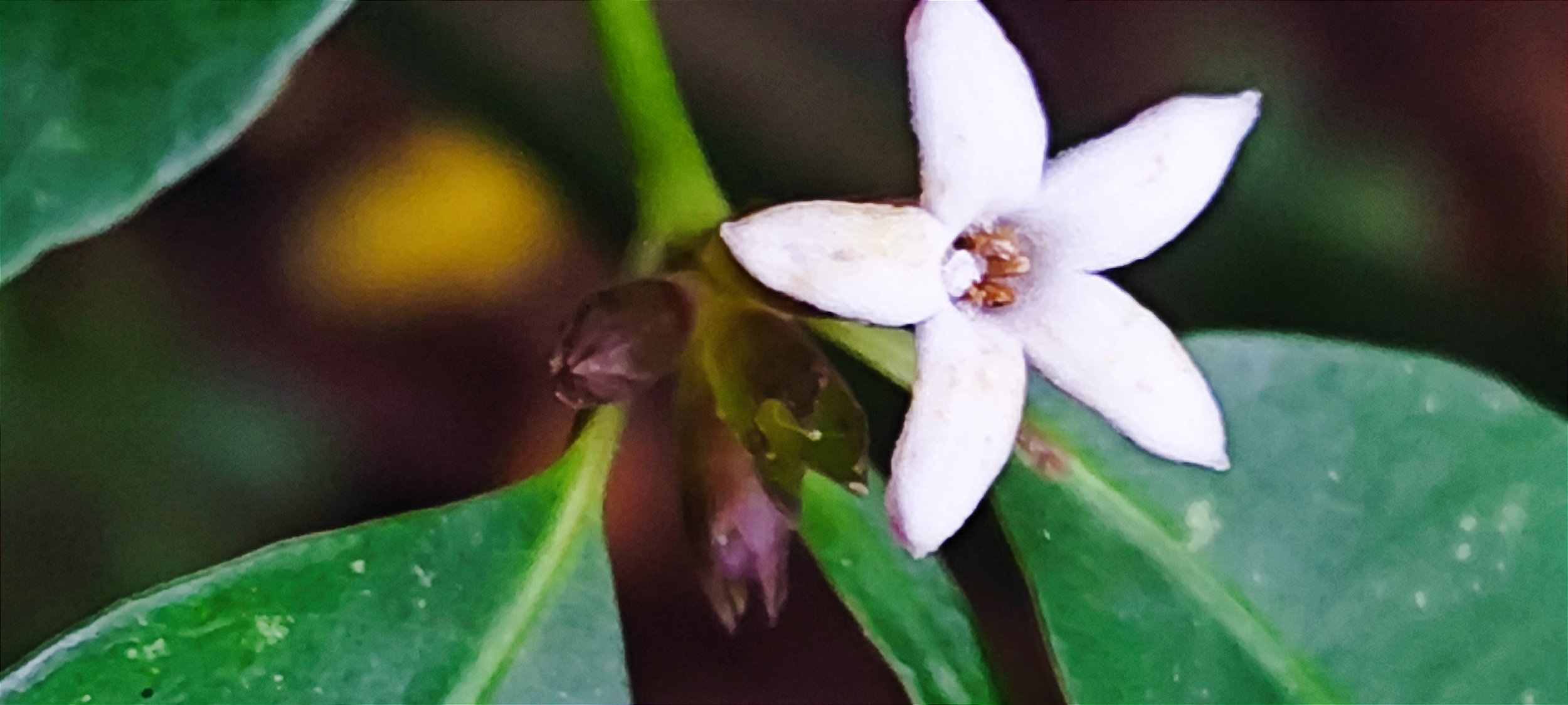 Araçá-de-macaco - Araçá Azul - (Psychotria suterella) - Raizer Plantas ...