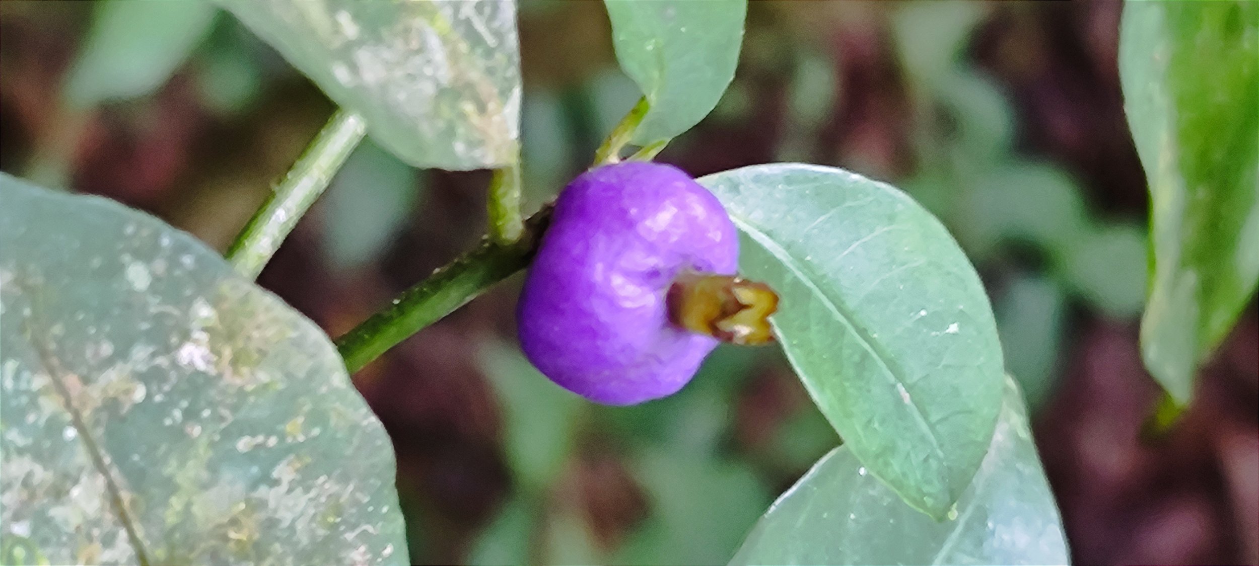 Araçá-de-macaco - Araçá Azul - (Psychotria suterella) - Raizer Plantas ...