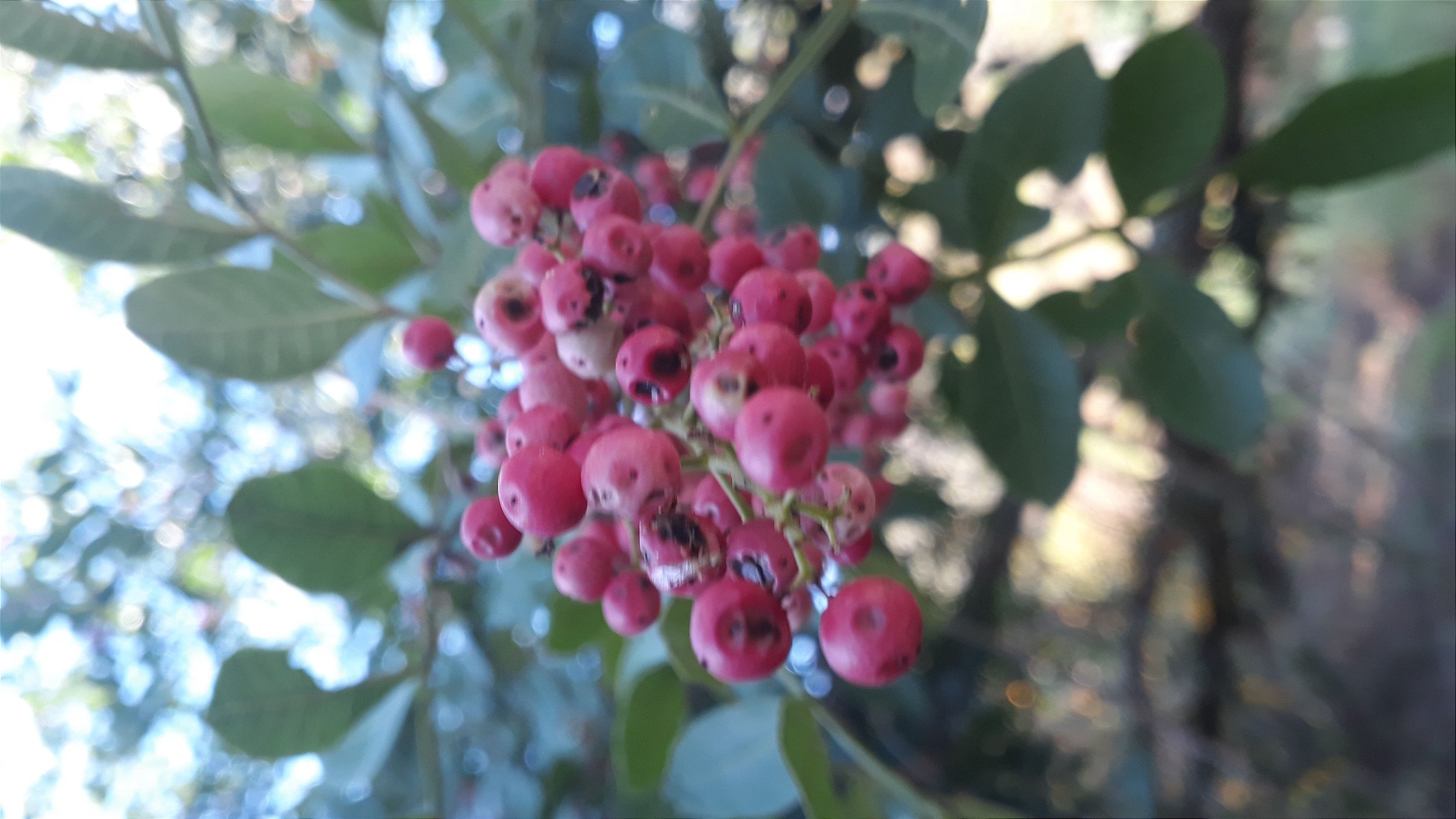 Aroeira Pimenteira - Schinus terebinthifolia Melífera - Raizer Plantas ...