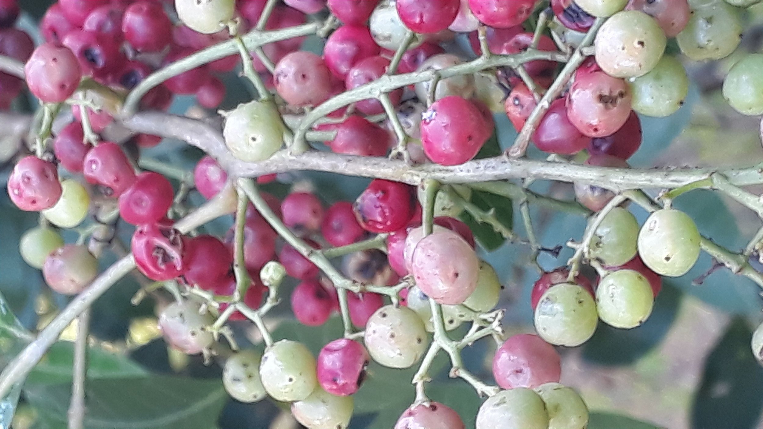 Aroeira Pimenteira - Schinus terebinthifolia Melífera - Raizer Plantas ...