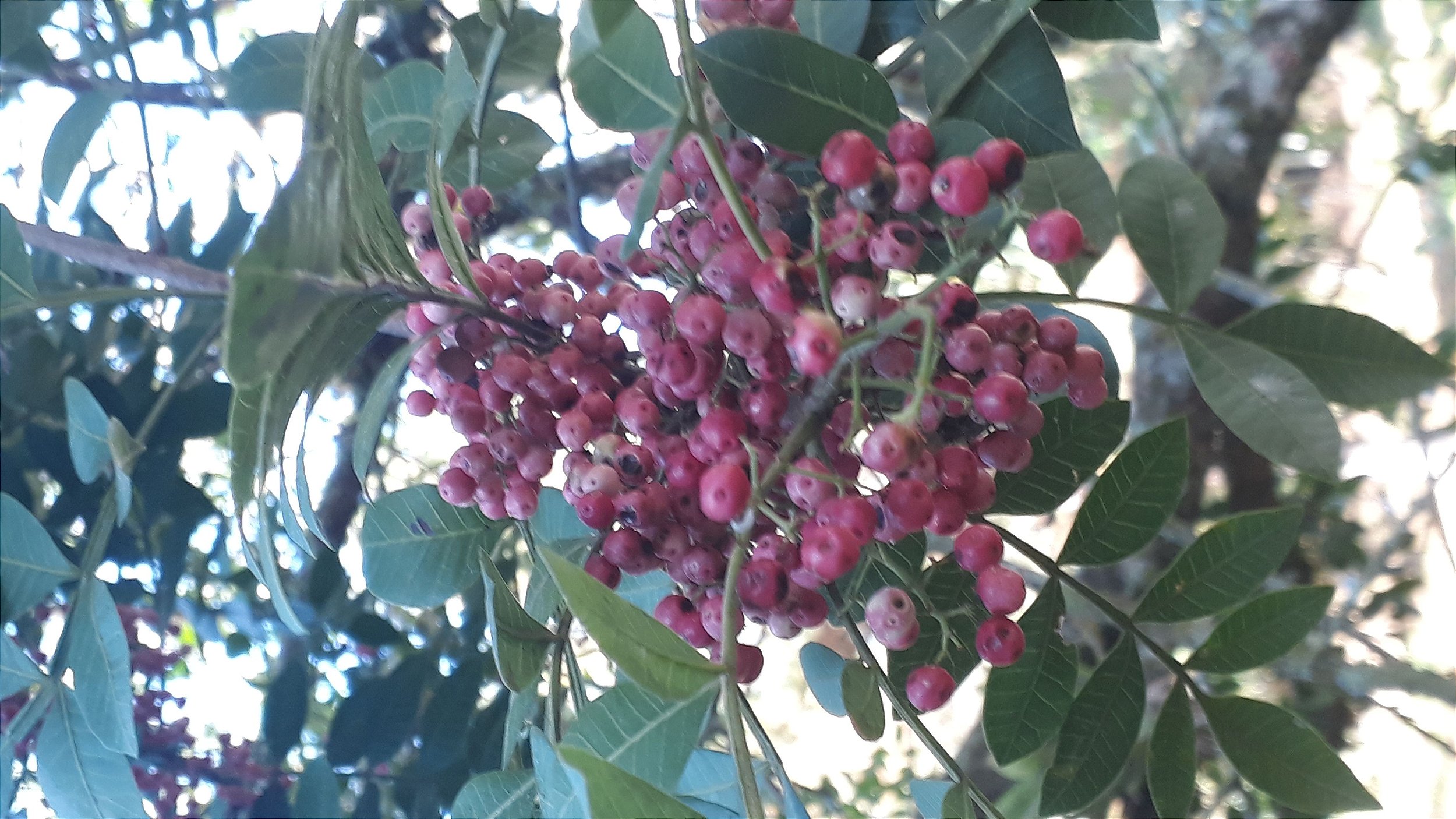 100 Sementes de Aroeira Pimenteira - Schinus terebinthifolia Melífera ...