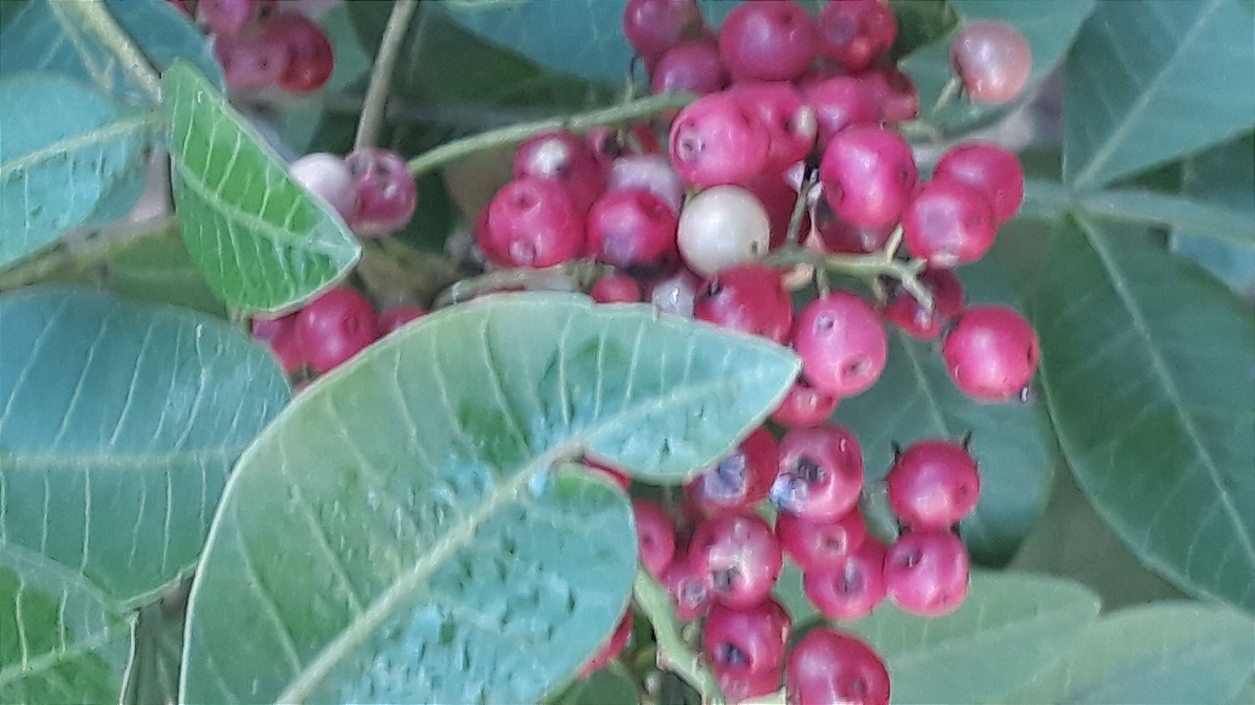 100 Sementes de Aroeira Pimenteira - Schinus terebinthifolia Melífera ...