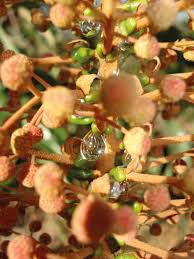 25 sementes de Canudo de Pito ou Mamoninha do Mato (Árvore que pinga ...