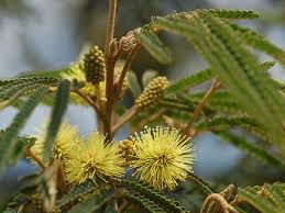 Bracatinga - Mimosa scabrella (Melífera) Mel de Melato - Raizer Plantas ...