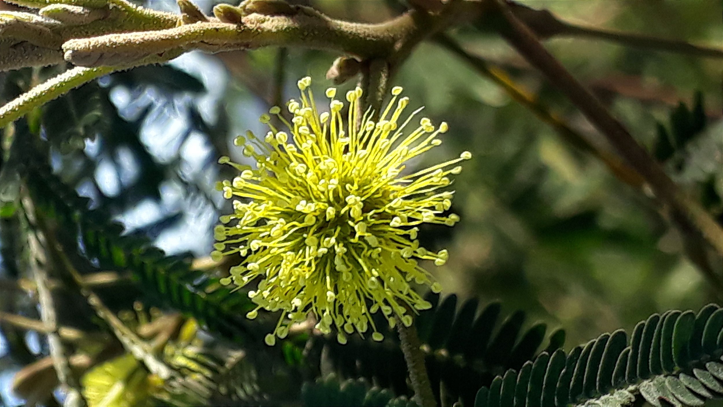 Bracatinga - Mimosa scabrella (Melífera) Mel de Melato - Raizer Plantas ...