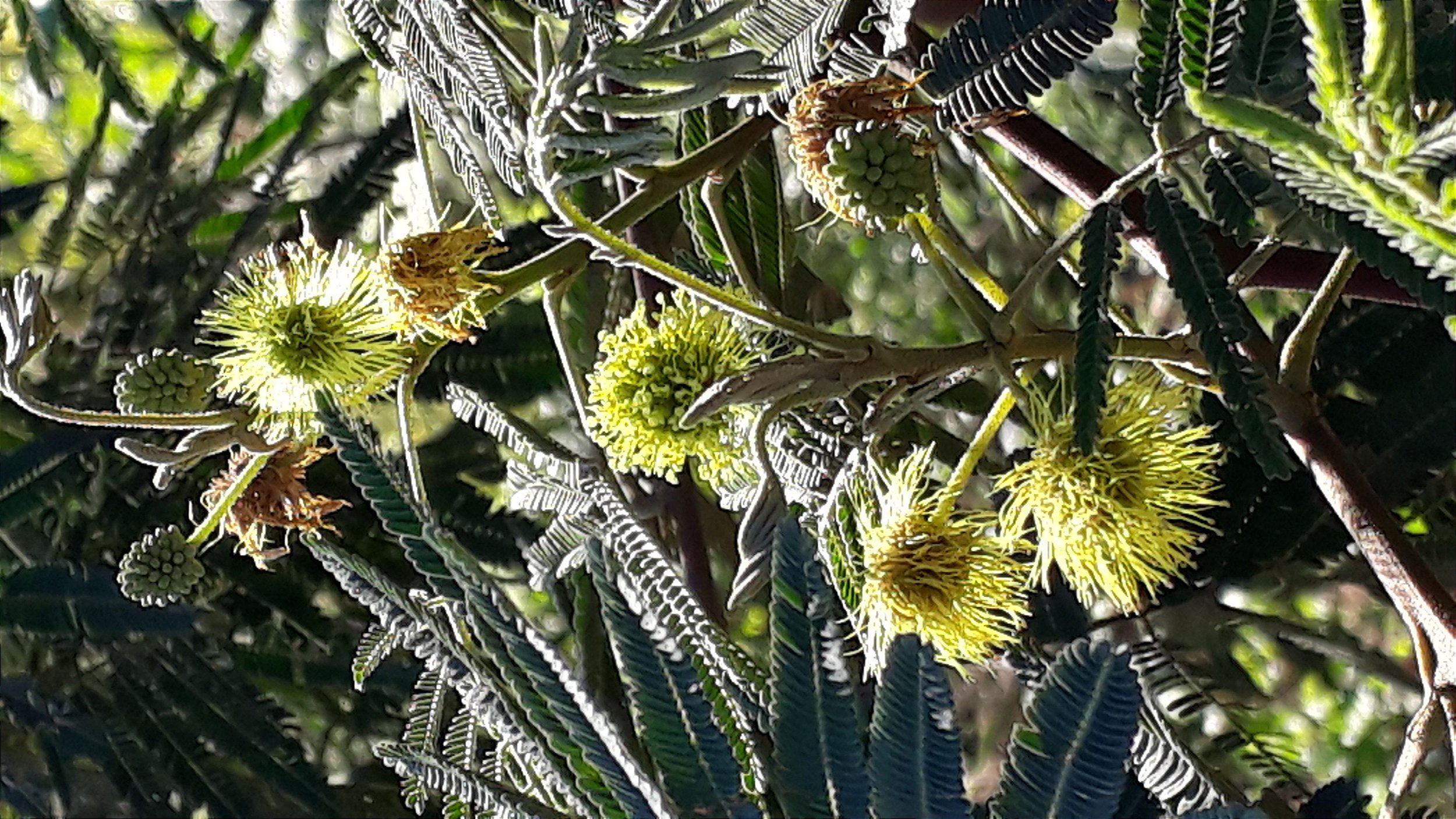 Bracatinga - Mimosa scabrella (Melífera) Mel de Melato - Raizer Plantas ...