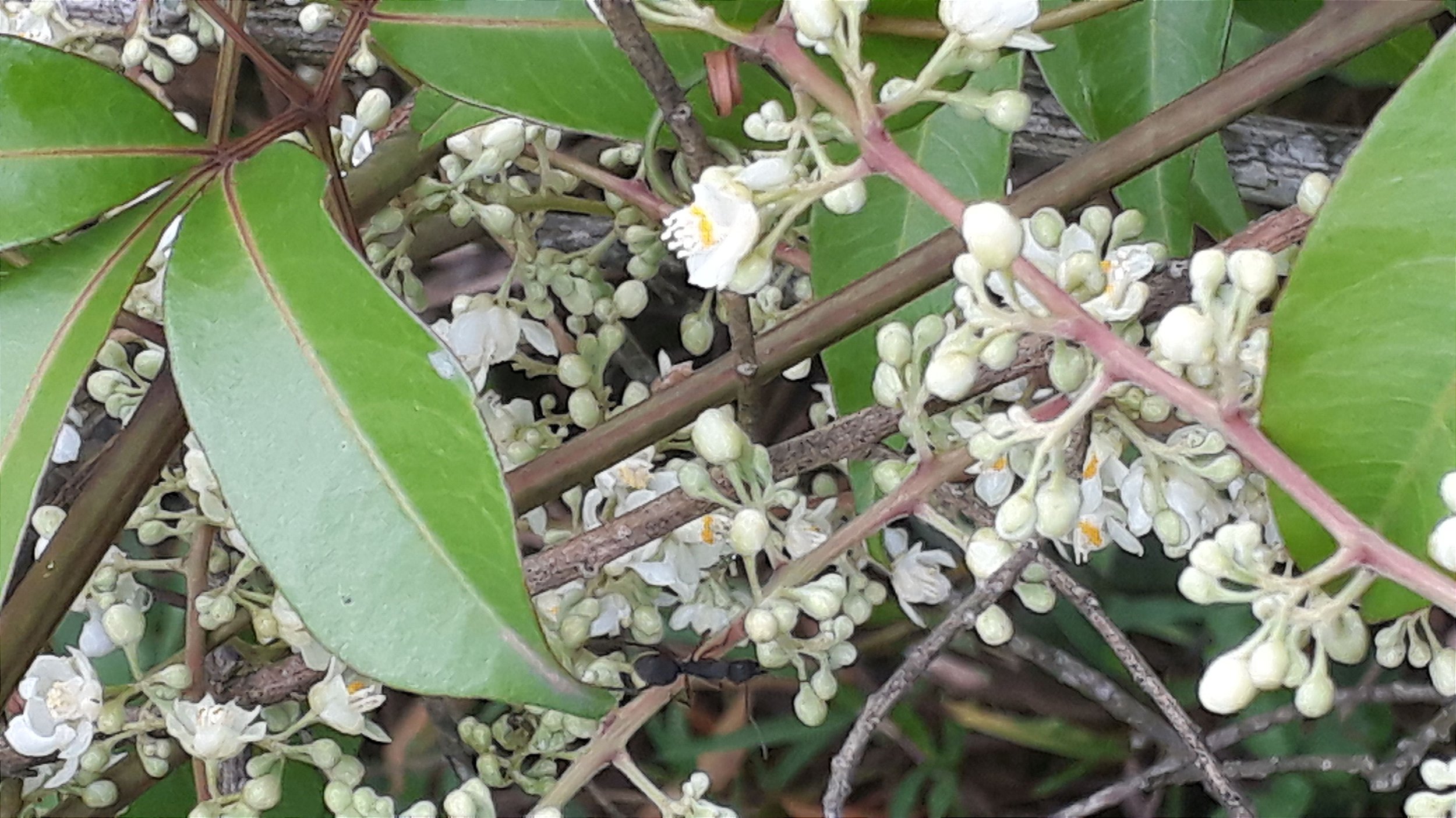 cipó uva mel claro - Raizer Plantas para Abelhas