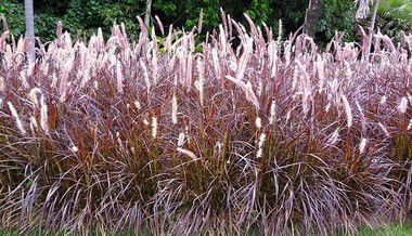 Capim do Texas roxo, Comprar muda de Capim do Texas roxo online RJ, Co ...