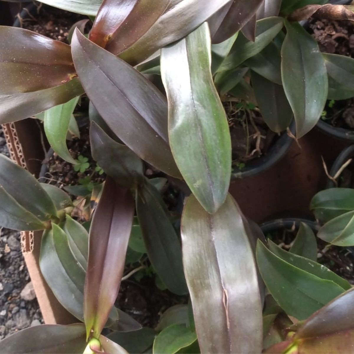 Epicattleya Rene Marques (Epidendrum pseudepidendrum x Cattleya ...