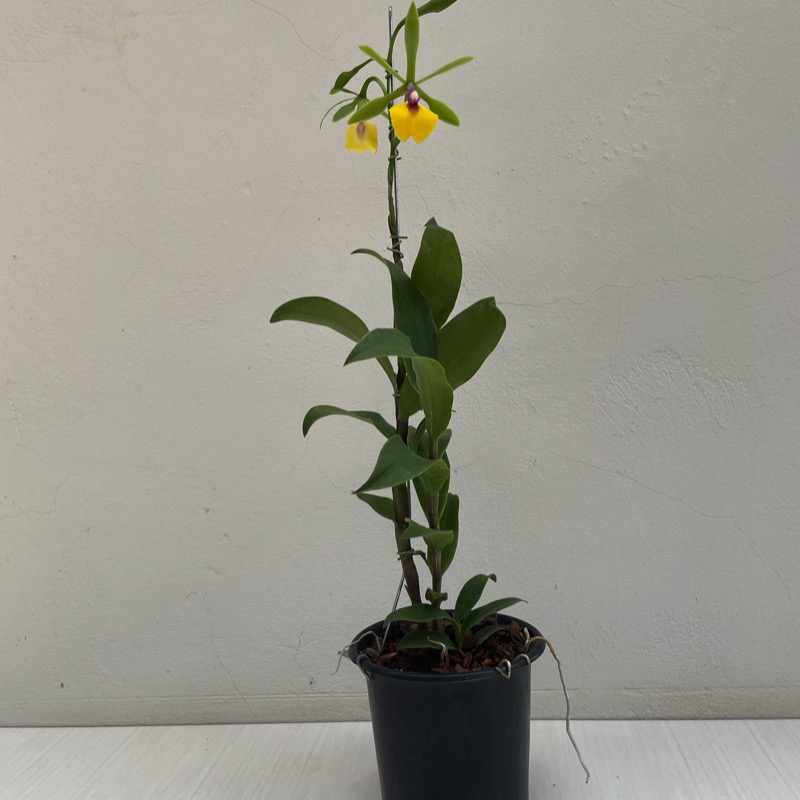 Epicattleya Rene Marques (Epidendrum pseudepidendrum x Cattleya ...