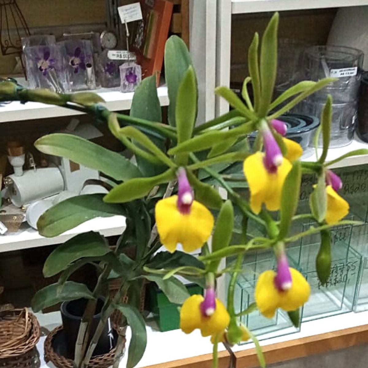 Epicattleya Rene Marques (Epidendrum pseudepidendrum x Cattleya ...