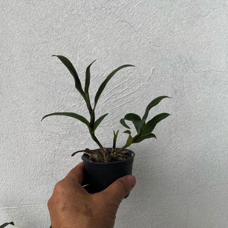 Epicattleya Rene Marques (Epidendrum pseudepidendrum x Cattleya ...