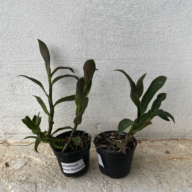 Epicattleya Rene Marques (Epidendrum pseudepidendrum x Cattleya ...