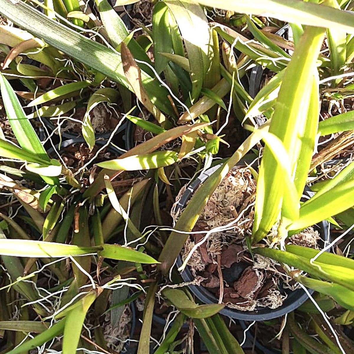 Mini Orquídea Ionopsis paniculata Chuva de Prata / Orquídea do café ...